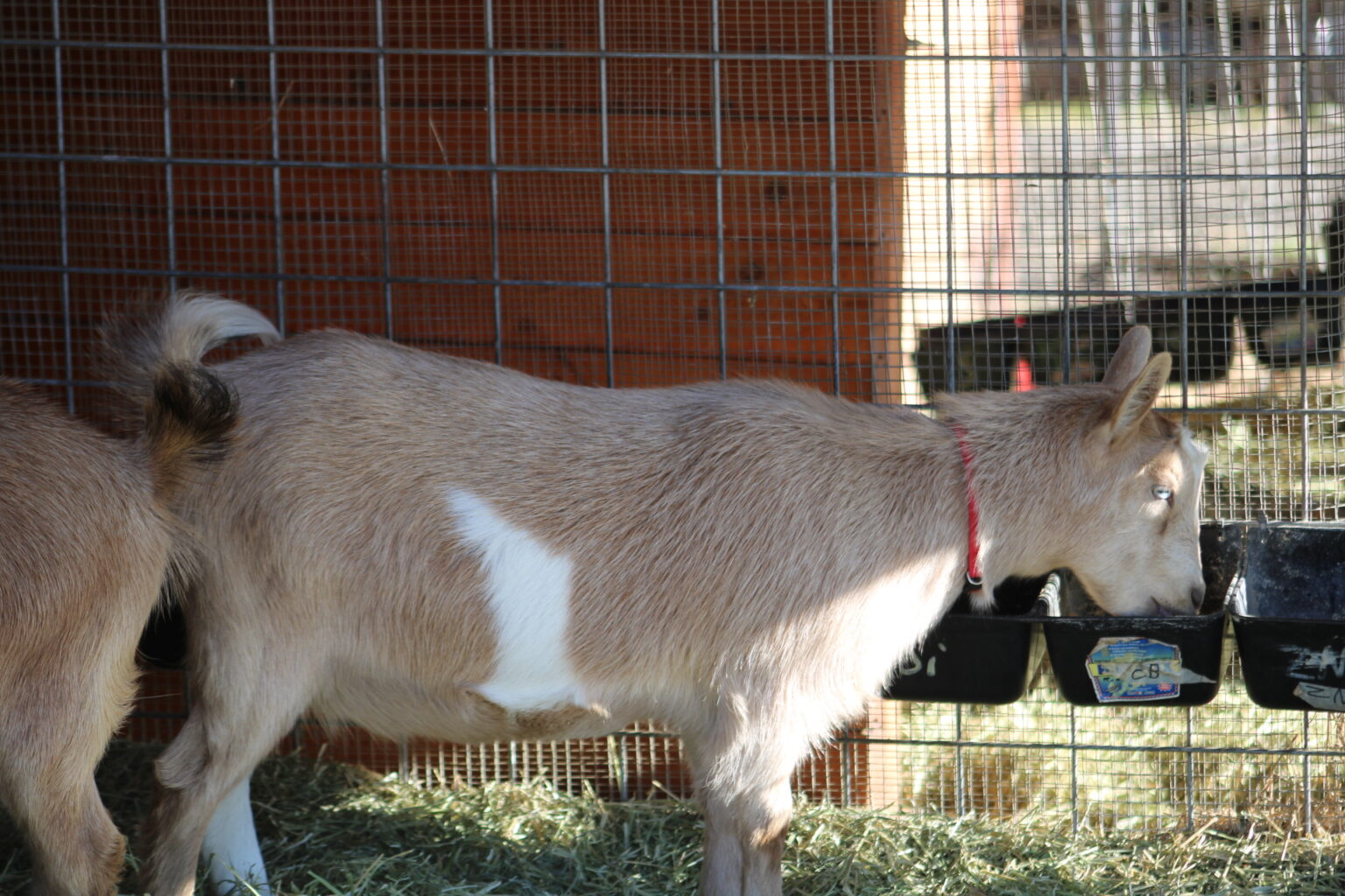 Junior Does – Almosta Farm in Cove
