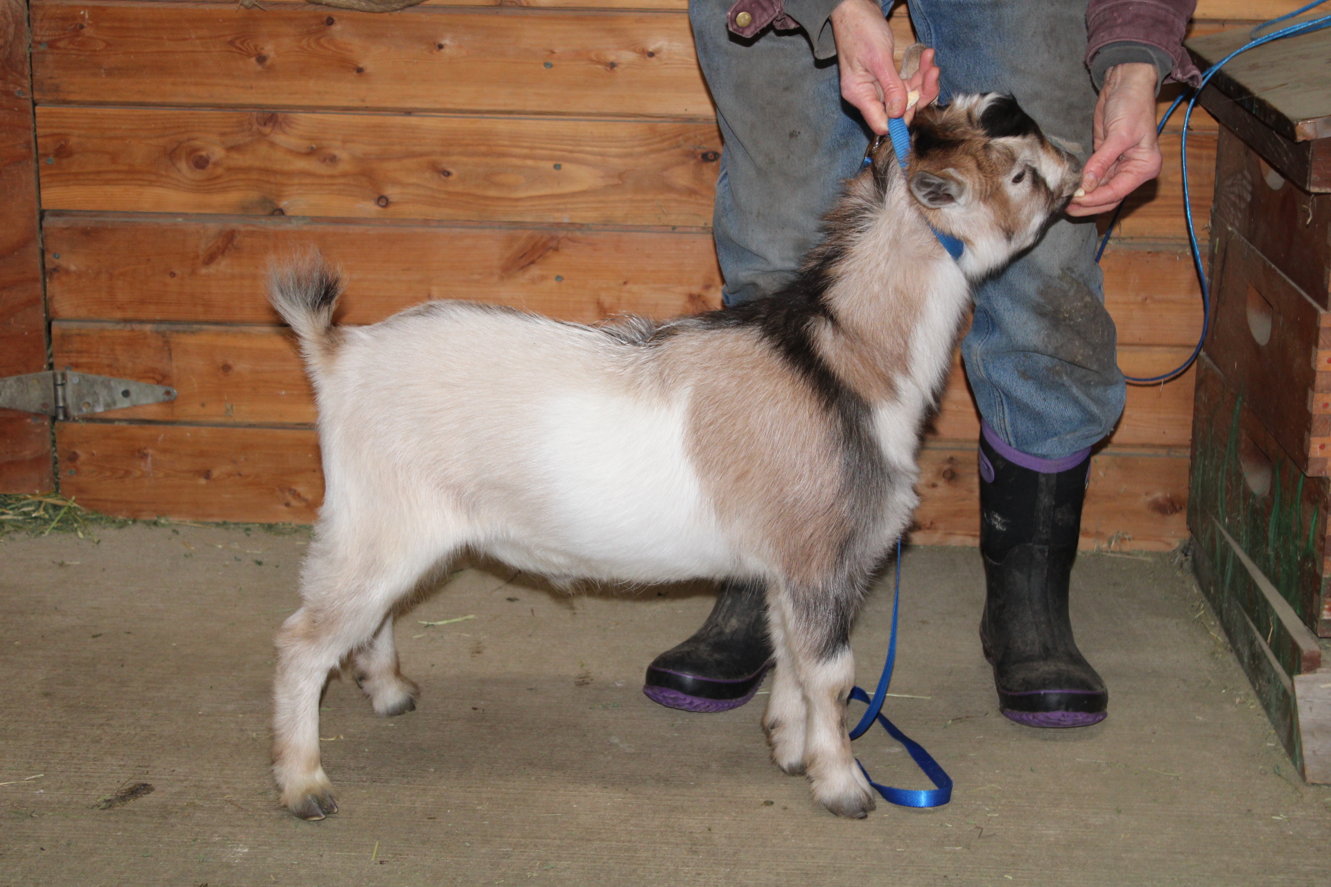Bucks – Almosta Farm in Cove