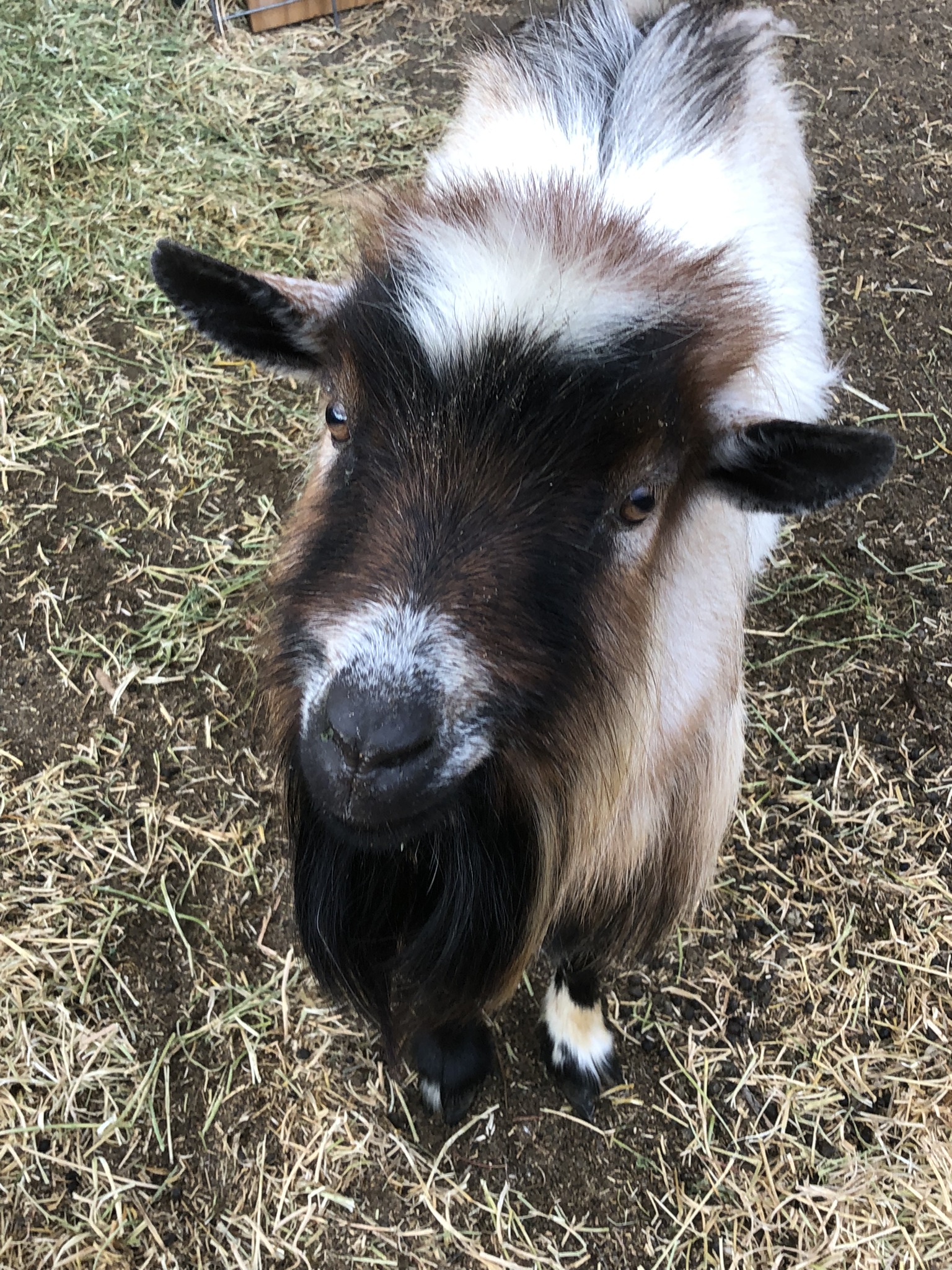Bucks – Almosta Farm in Cove