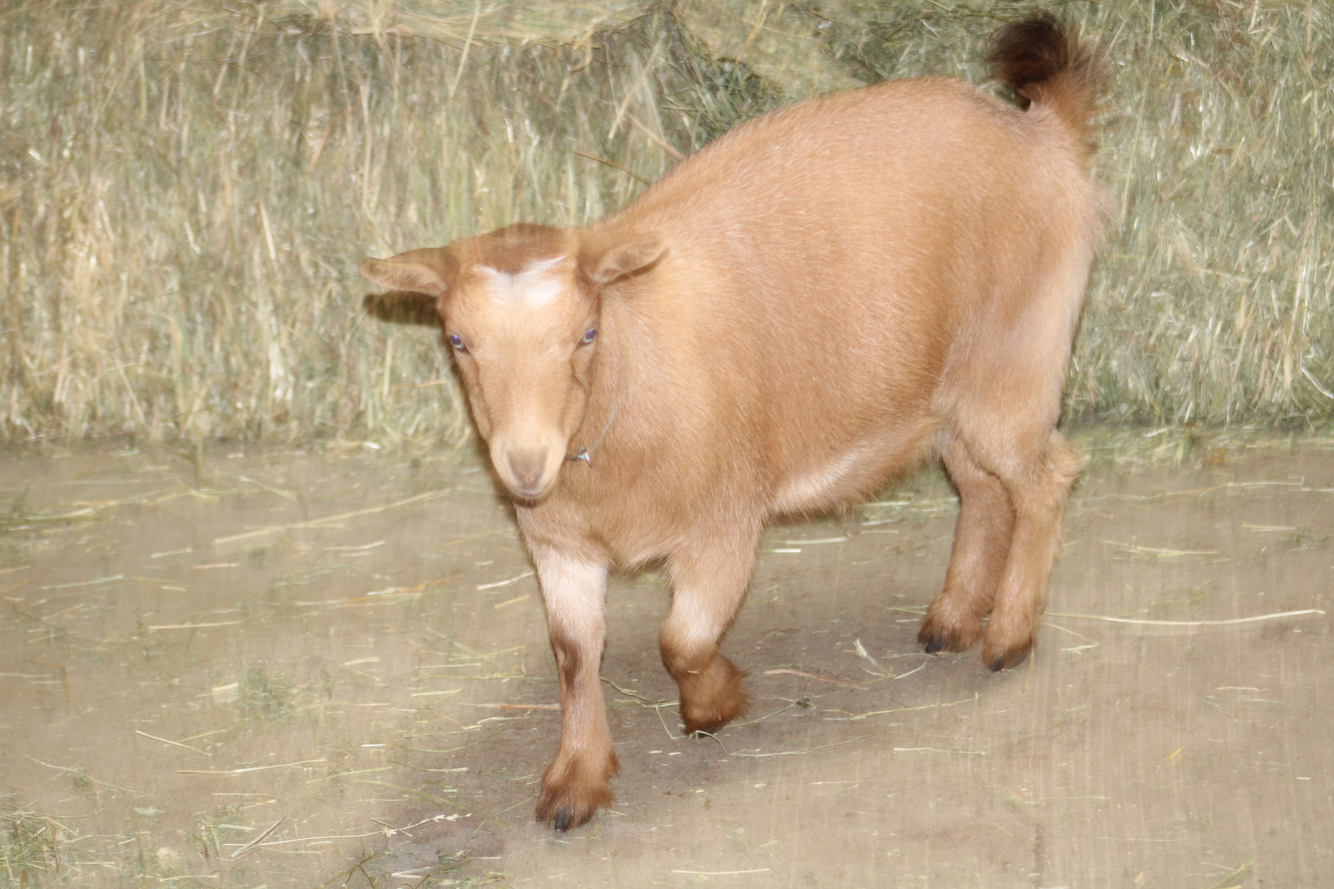Junior Does – Almosta Farm in Cove