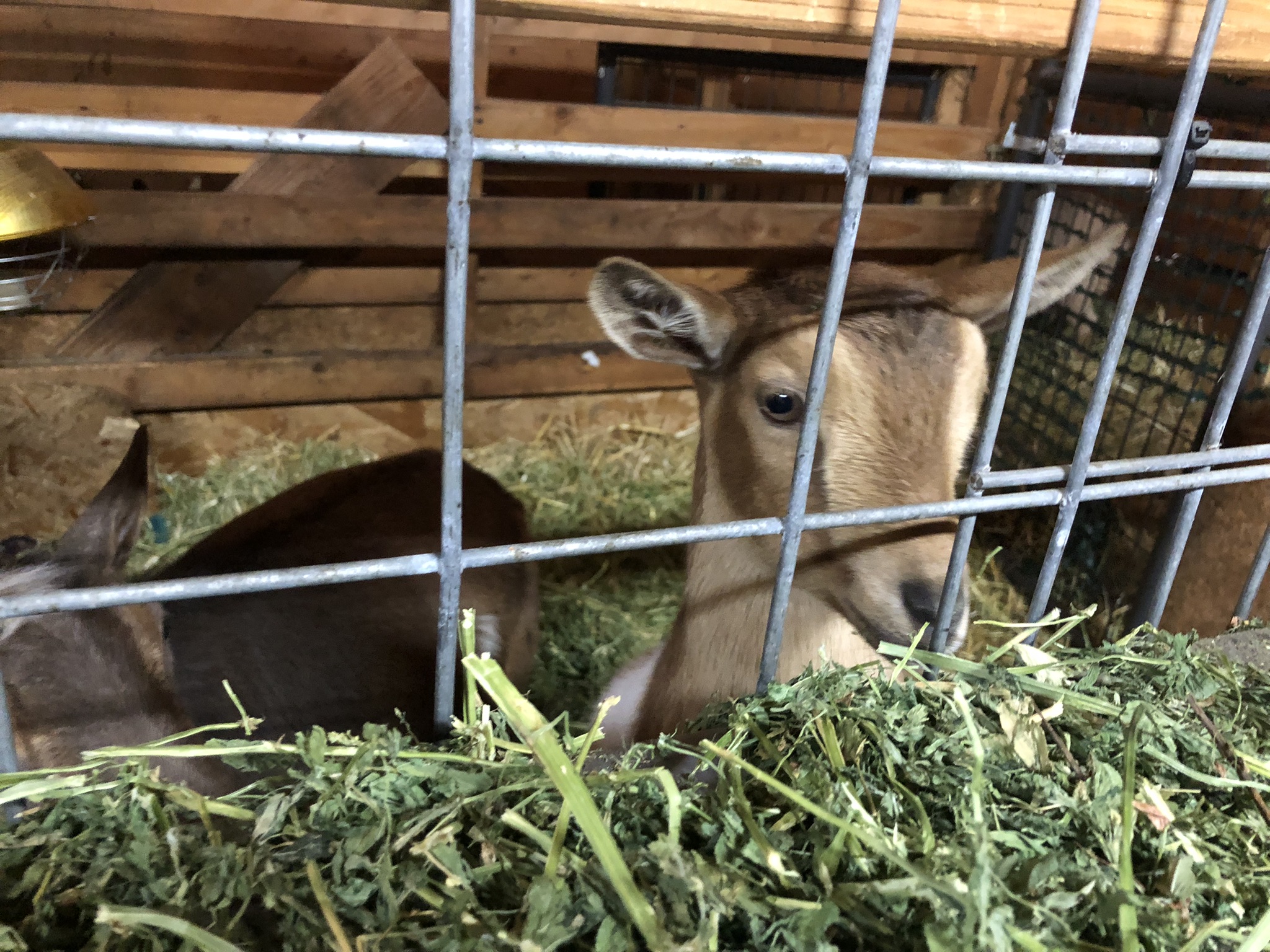 Junior Does – Almosta Farm in Cove
