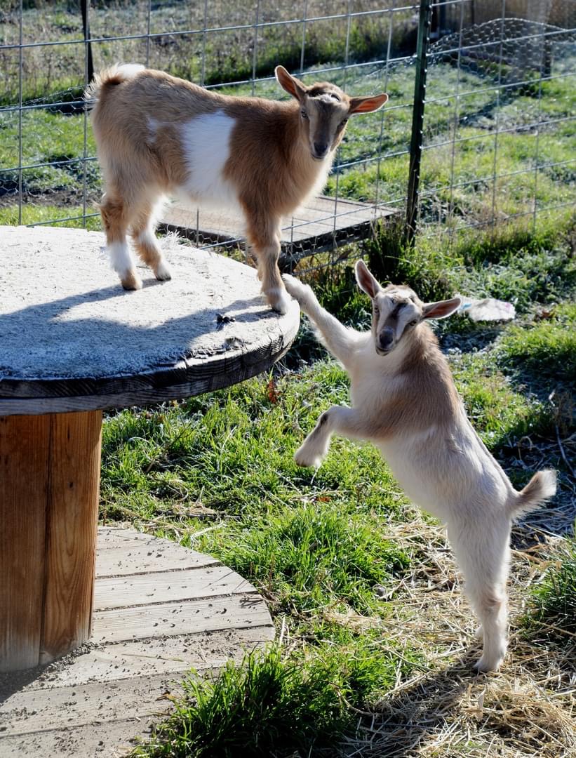 Junior Does – Almosta Farm in Cove